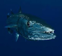 ikan-ku: apa itu barakuda