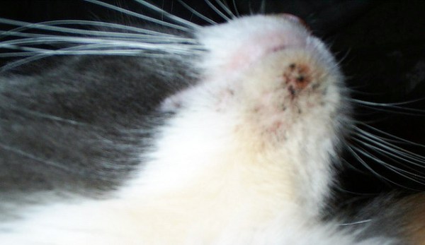 BLOGUE DA NATUREZA EM FORMA: Acne felina: o que é e como tratar