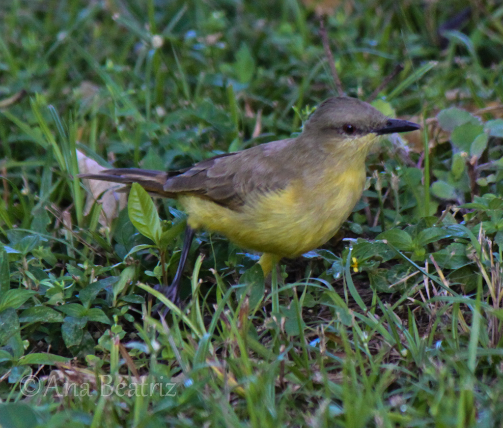 Aventura fotográfica: Pitirre Chicharrero (Tyrannus melancholicus)