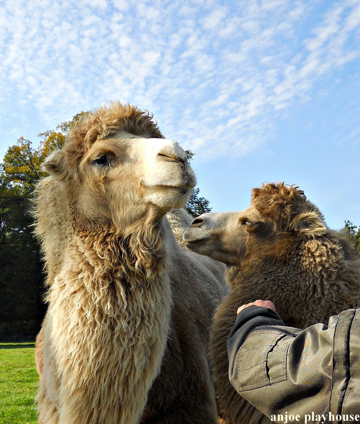 LOLLAND FOTOS: KNUTHENBORG SAFARIPARK