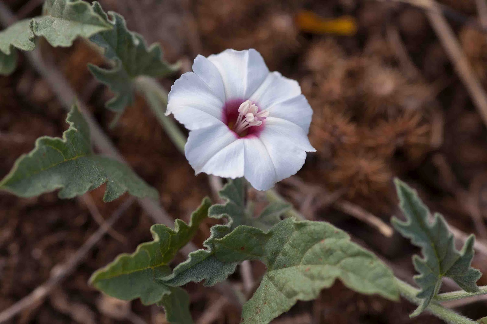Window on a Texas Wildscape: Wandering through the Meadow