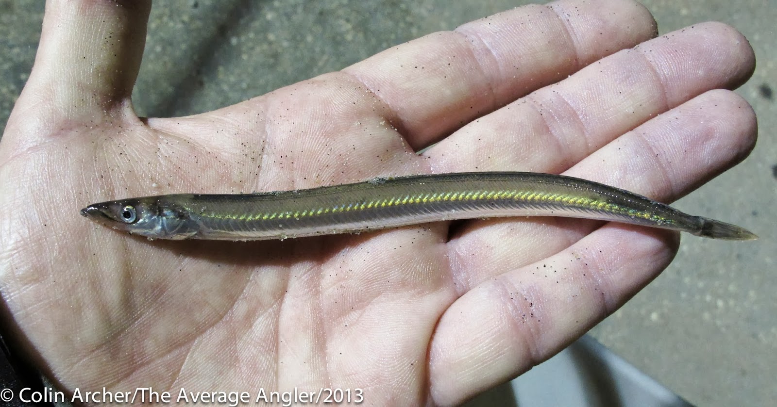 The Average Angler: 10.06.13 Early bird gets the...sand eel...and a ...