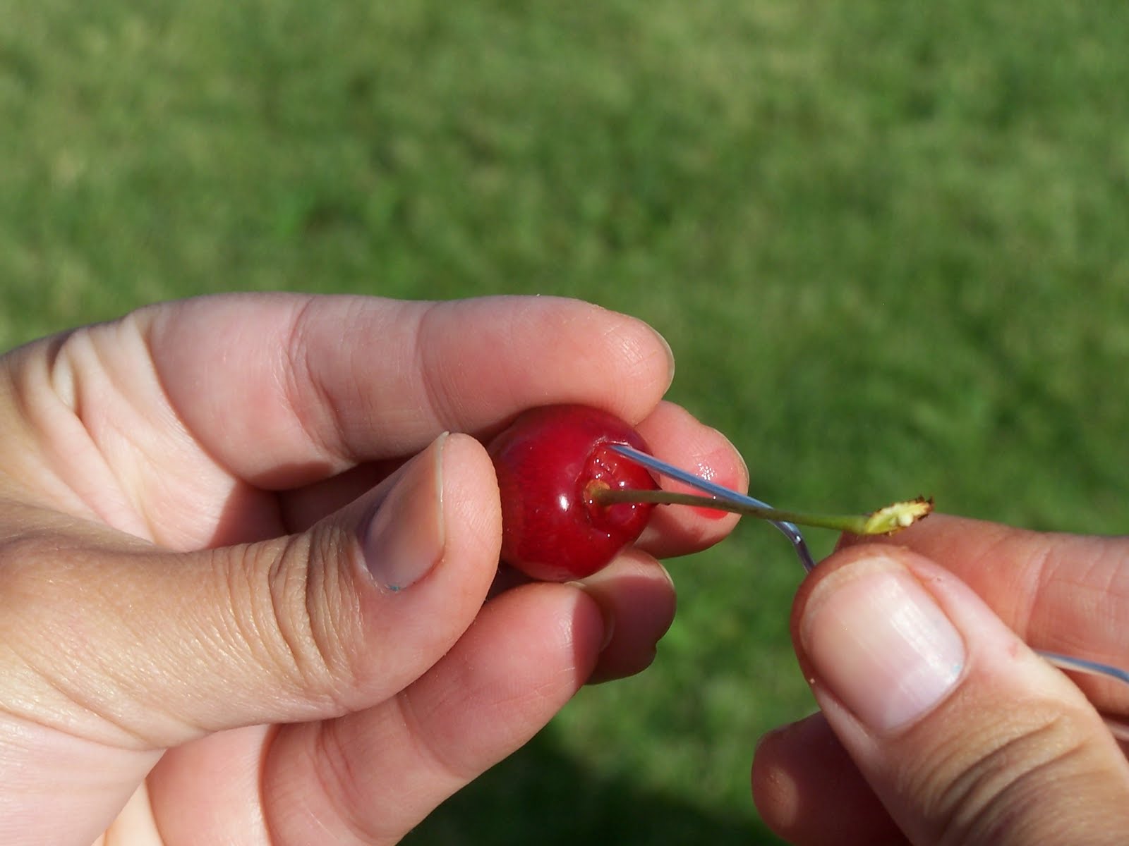 Day in the life of a Mormon Mommy: CHERRIES!!! How to pit a Cherry ...