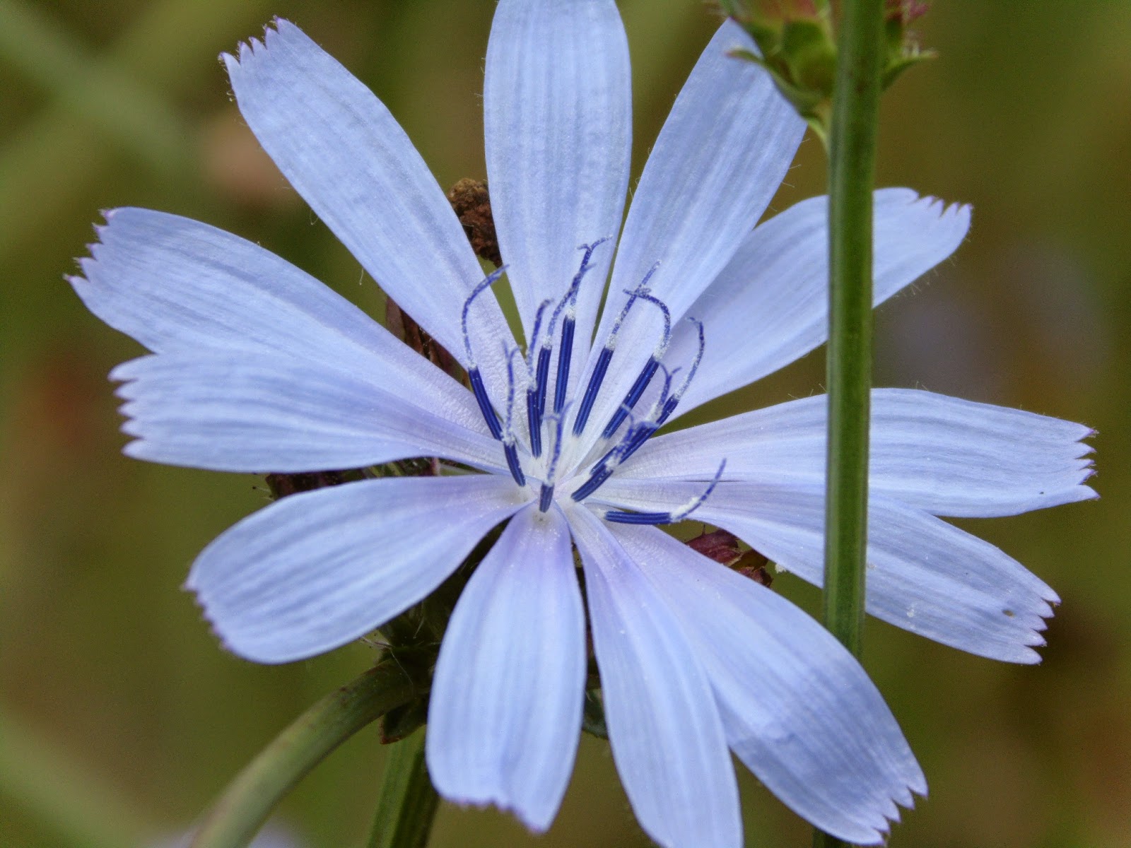 Jardim Autóctone: Chicória (Cichorium intybus)