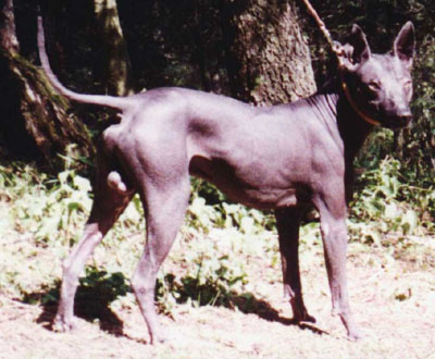 Extreme Dog Breeds: Mexican Hairless Dog