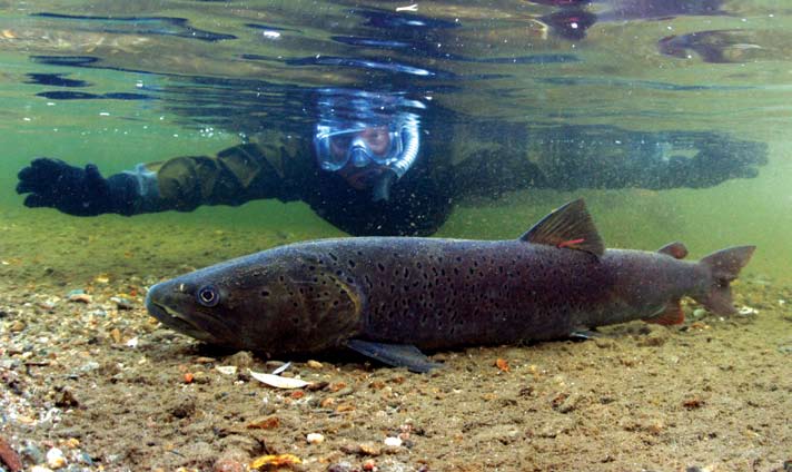 Όμορφος Κόσμος...: Third of freshwater fish threatened with extinction