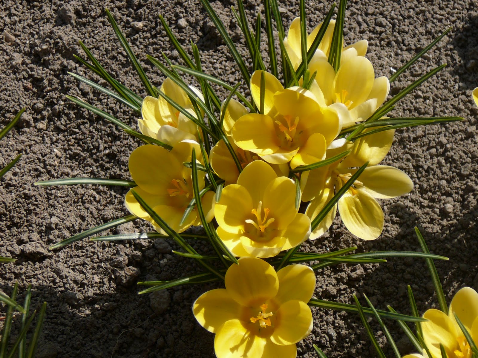 szegusz: Tavaszi virágok