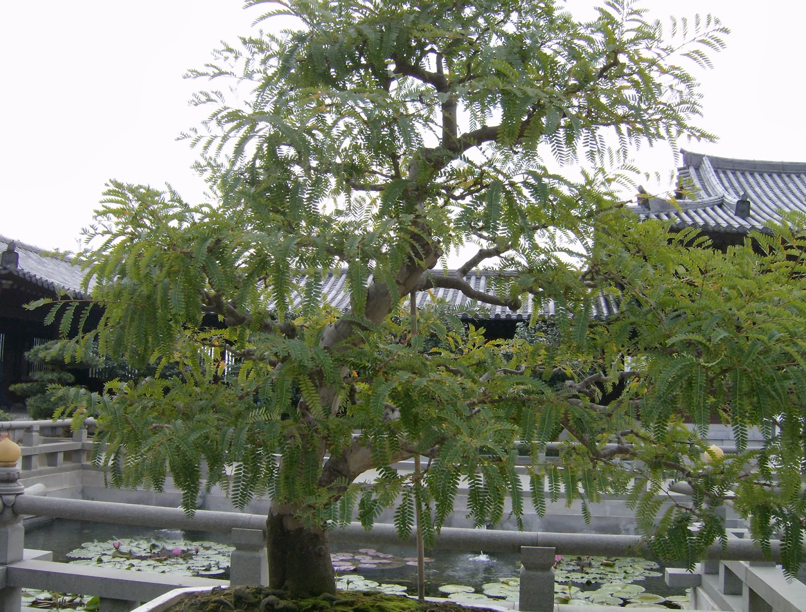 WALK IN GREENS: Phyllanthus emblica