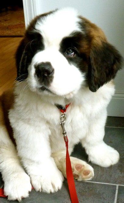 Adorable cute saint bernard puppy ~ The Animals Planet