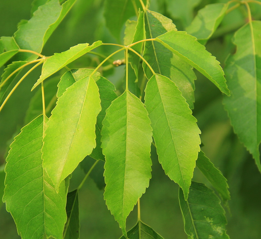 Amigos de la Reserva Natural Estricta San Antonio: Nuestra flor provincial