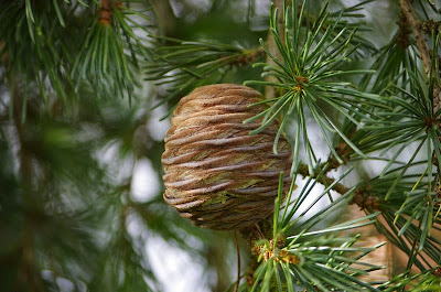 Mes arbres en photo. My trees photo. 私の木々の写真: Cedrus deodara (Cedre de ...