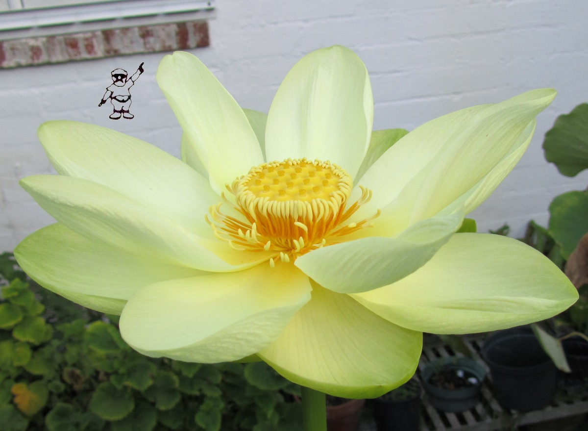 tog of coral gables dailyphoto: Today The Native Lotus Is In Bloom