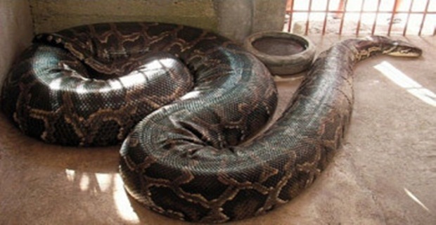 Cobra Sucuri com mais de 8 metros mata família em Rondônia no Brasil