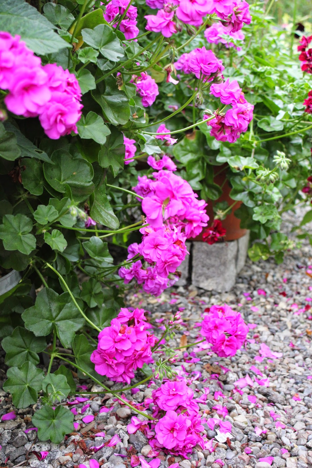 hagen vår: Fargen rosa