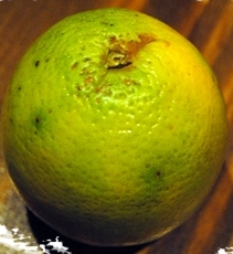 Gastronomía a Libreta Abierta, [=I=]: Frutos cítricos II Parte