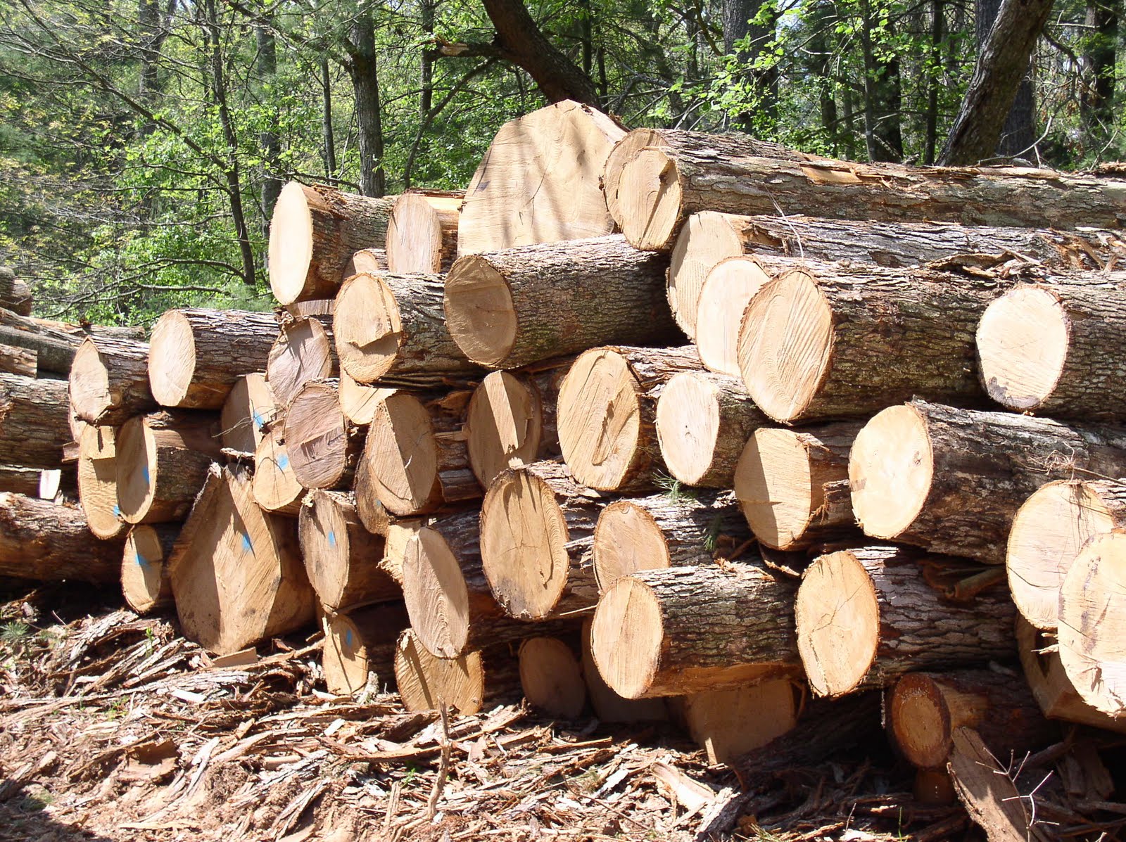 MAGNOLIA LAND AND TIMBER COMPANY: HOW TO SELL YOUR TIMBER