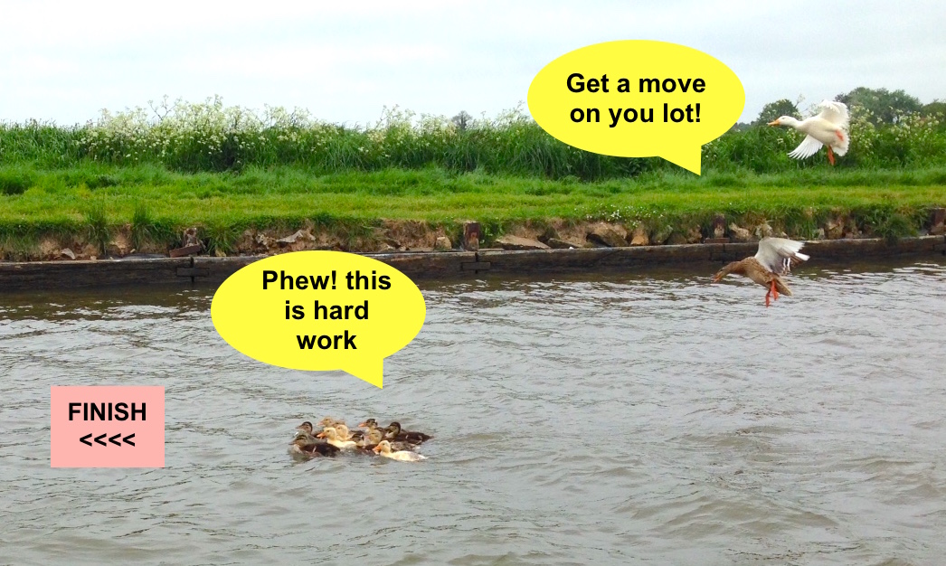 The Great Norwich Duck Race