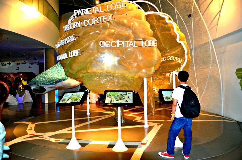 The Mind Museum Taguig Review: Where Science Comes Alive! - Laces and ...