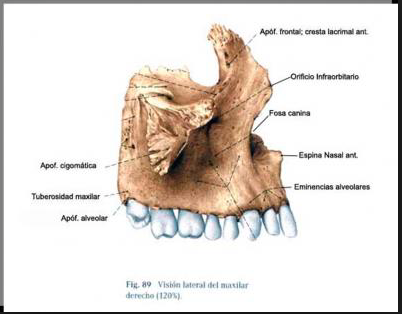 UD2 Anatomía UI1: Huesos pares e impares de la cara.