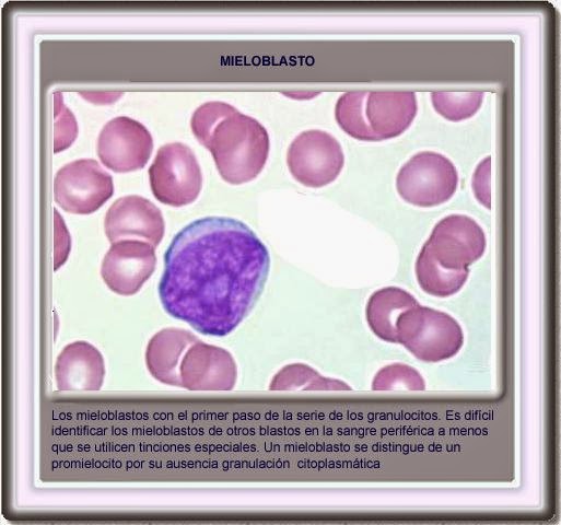 Hematologia: Serie Leucocitaria, neutrofilos