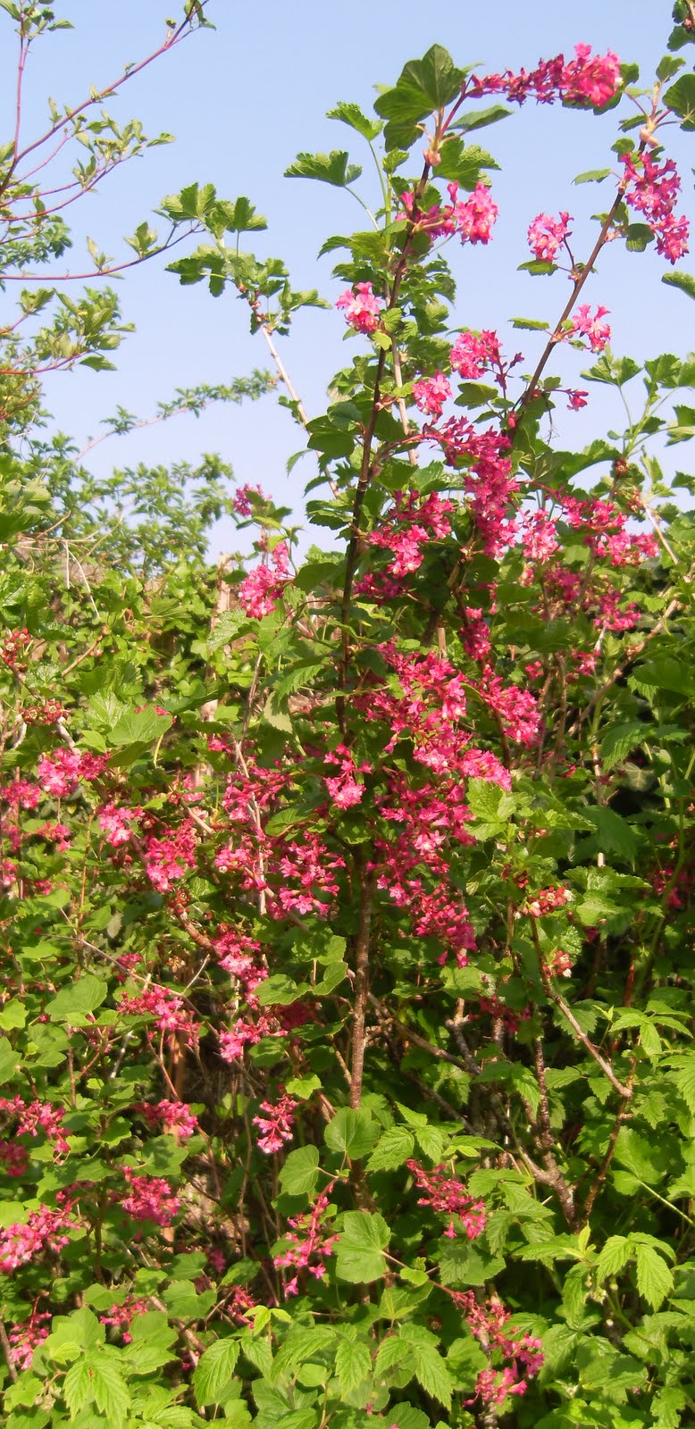 Atelier du lièvre blanc: Cassis fleur, rendez-vous des butineuses