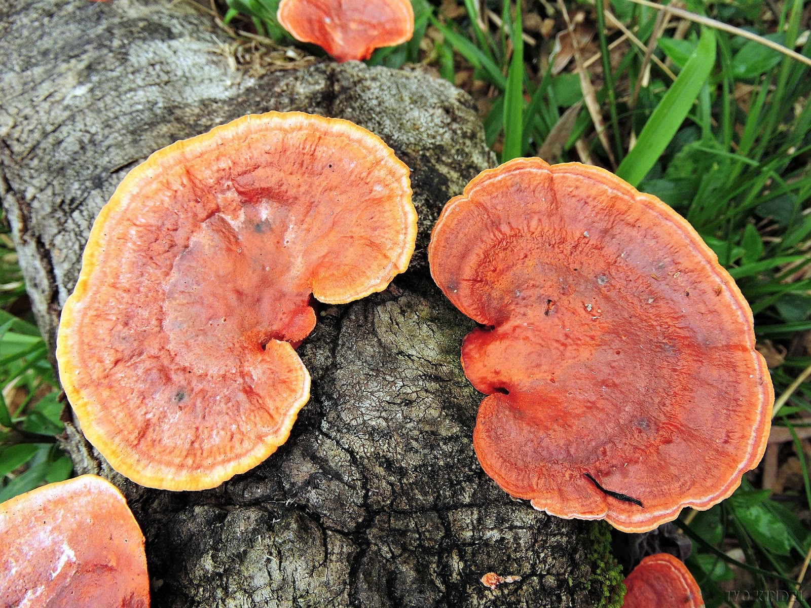 BUTZKE AGRÍCOLA E FLORESTAL - TAIÓ/SC: Pycnoporus sanguineus (Cogumelo)