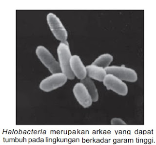 Archaebacteria Dan Eubacteria (Pengertian Archaebacteria & Eubacteria ...