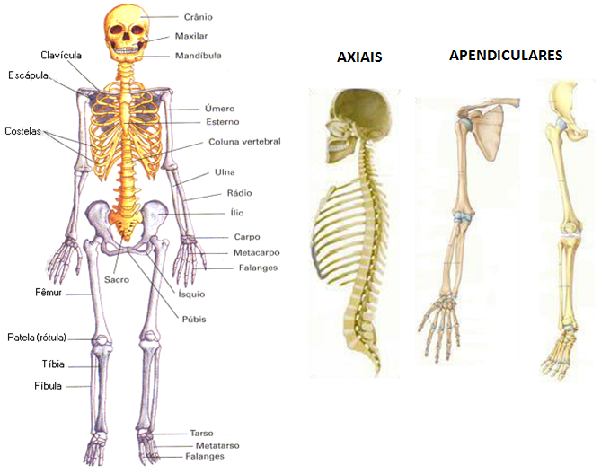 Laboratório de Anatomia: Introdução - Sistema Esquelético
