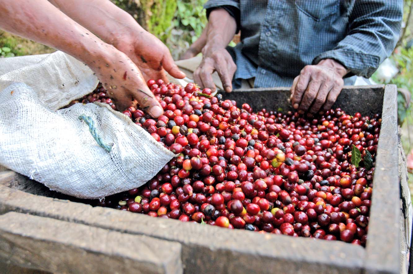 The Italian Coffee Company: Denominación de origen al "café pluma"
