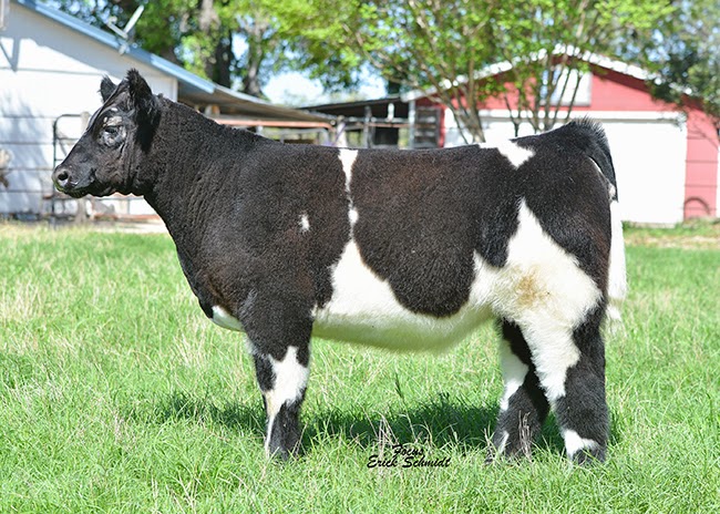RCC Blog: Cactus Rose Show Cattle Online Steer & Heifer Sale