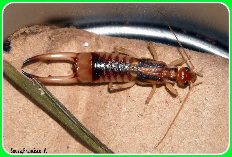 FAUNA E FLORA DO RN: Tesourinha Labidura cf riparia ; Fauna do RN