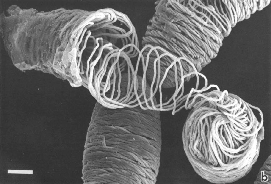 TYWKIWDBI ("Tai-Wiki-Widbee"): Hagfish slime