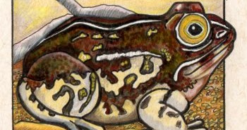 ZooTrophy Animal-a-Day Database: Creature Feature #389: Knocking Sand Frog