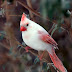 Albino Cardinal: - cuteanimalsworld