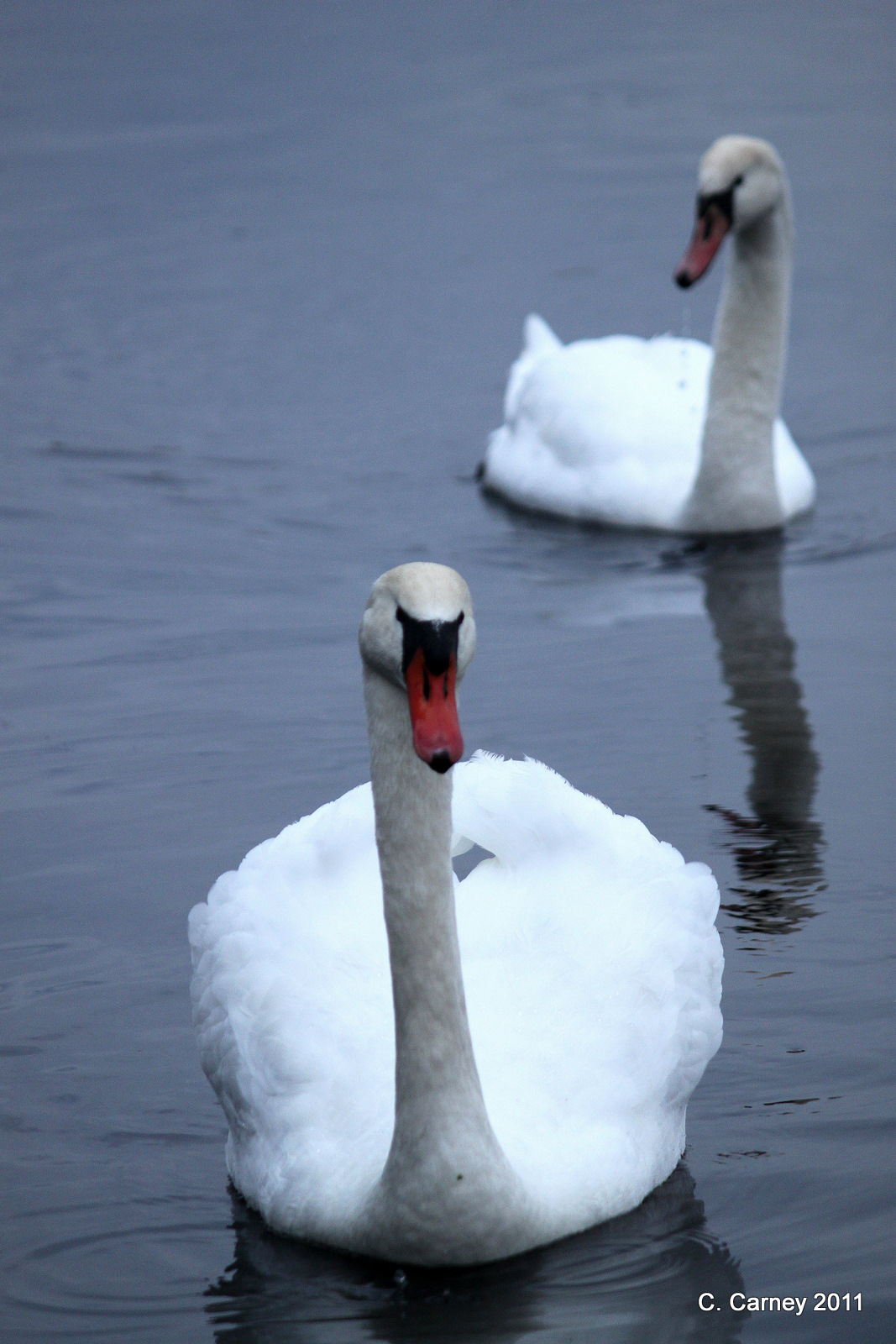 Through Carol's Lens: Mute Swans