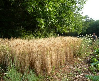 5 Acres & A Dream: Wheat Harvest
