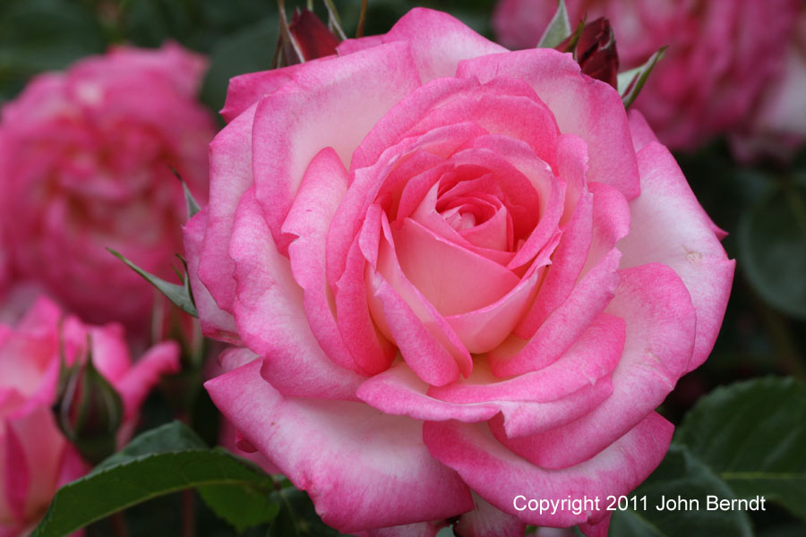 Maplewood Rose Garden Pictures