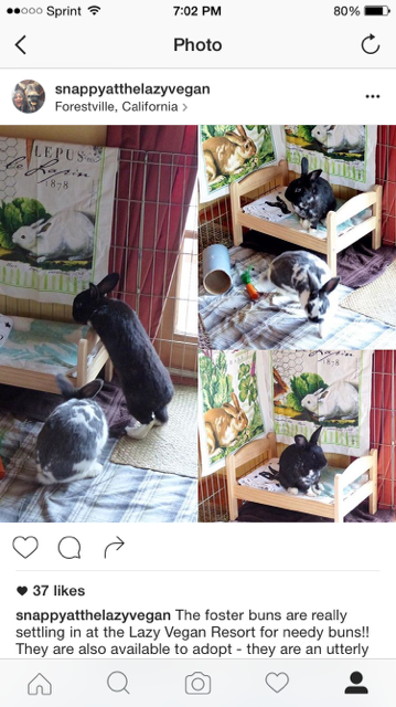 ~ THE LAZY VEGAN ~ HOME OF PACO & LUIGI AND FRIENDS: Veggies from the ...