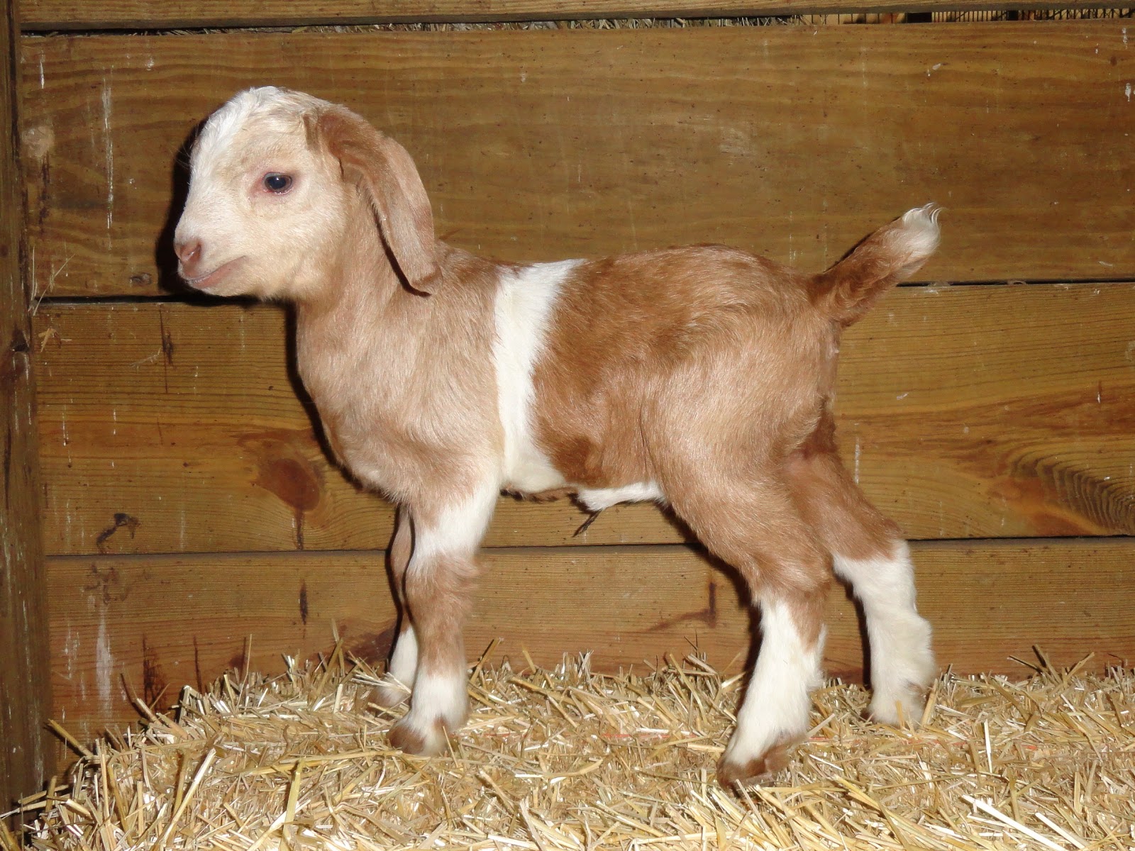 Harmon PFarms: BOER MEAT GOATS