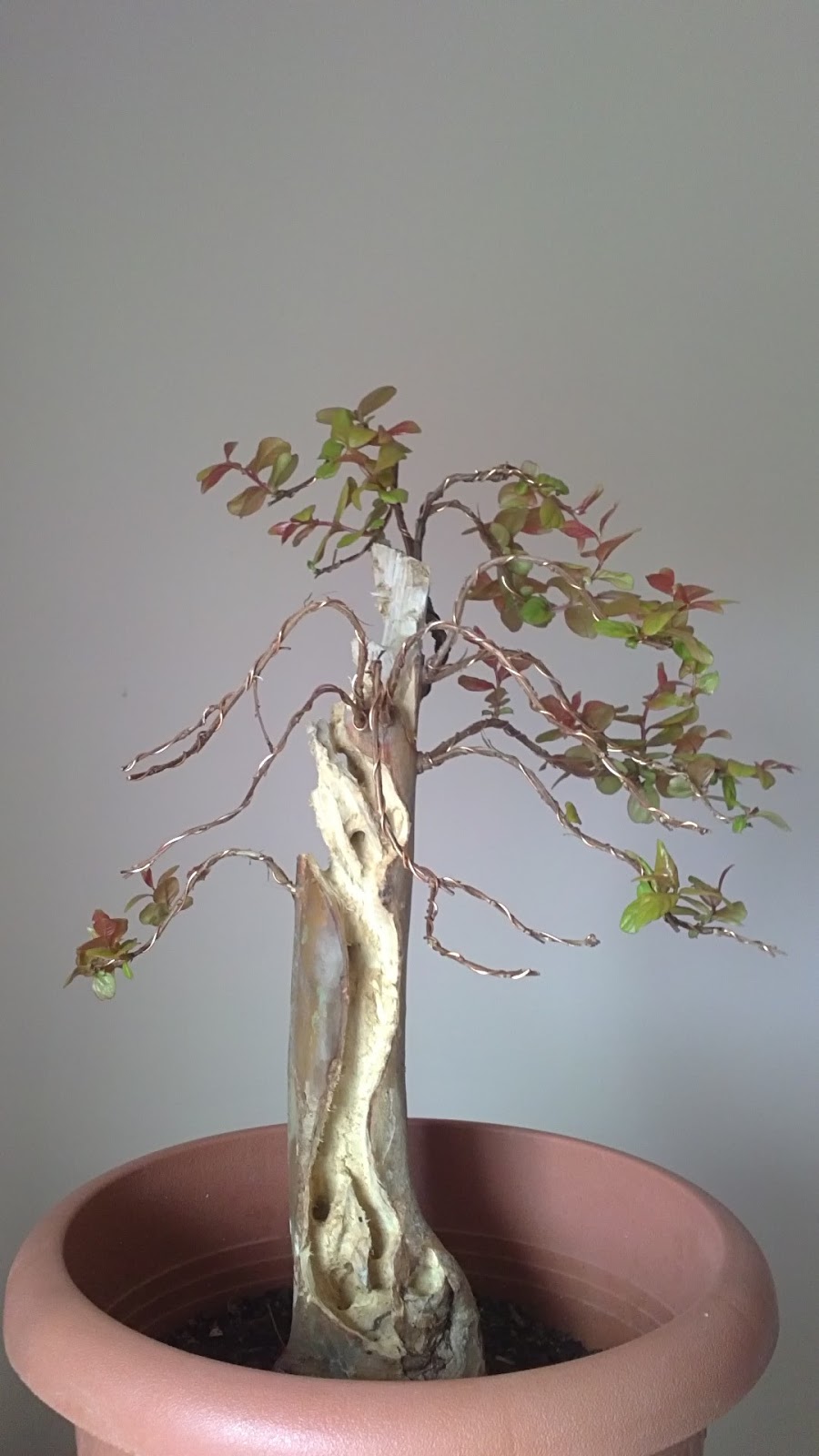 Bonsai de andar por casa...: Árbol de Júpiter - Lagerstroemia indica