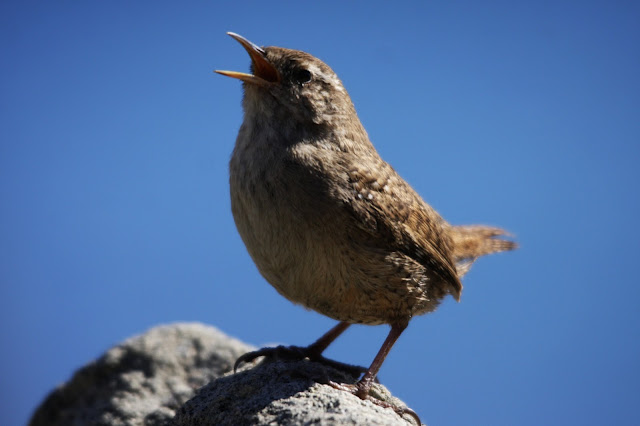Morgithology: St Kilda Wren 4 April 2013
