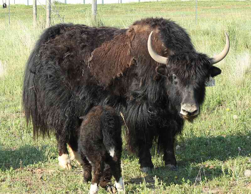 Easy Living the Hard Way: Yakking About Yaks