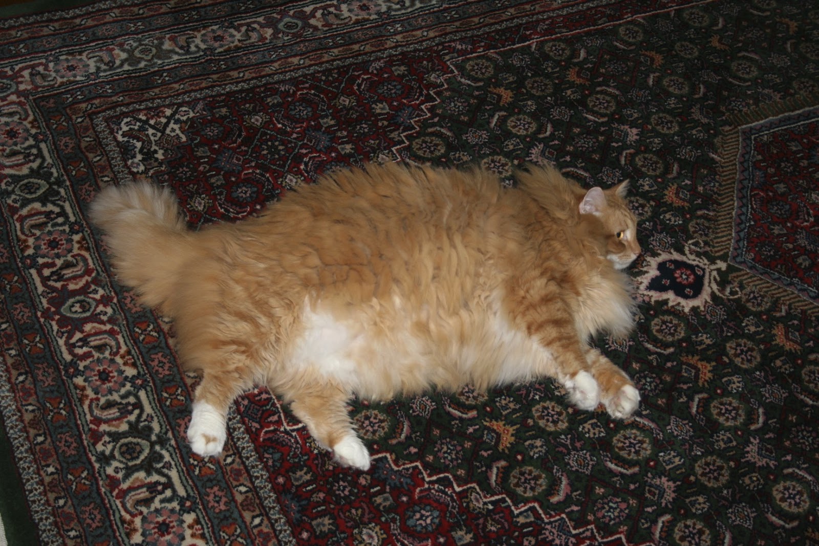 Off-Kilter-Critters: A Cat Protests Apple's New Non-Cat-Named OS