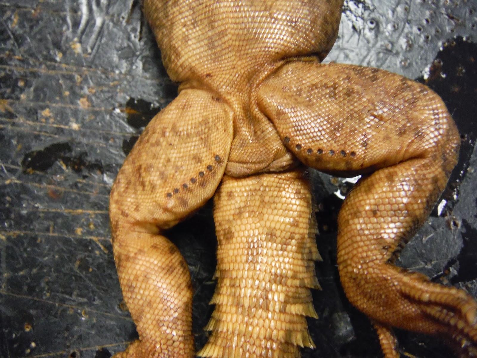 Biology of the Reptilia: Laboratory 6: Lepidosauria (Sphenodontida and ...