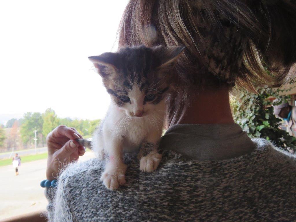 memorable meanders: Cuddly critters