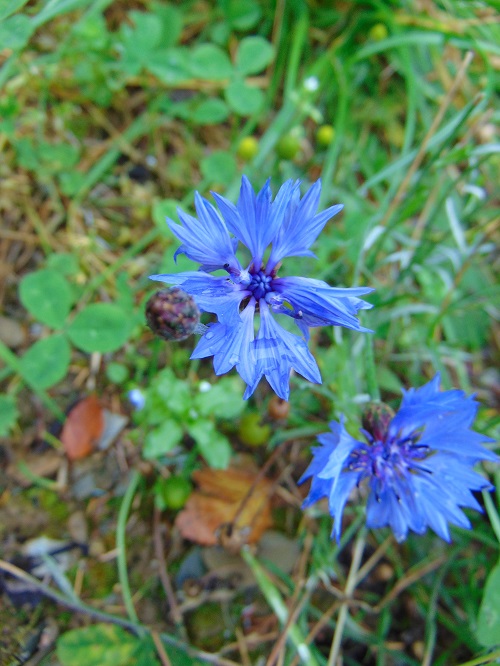Wild Flowers of Wexford: Centaurea cyanus (Cornflower) in a bean field