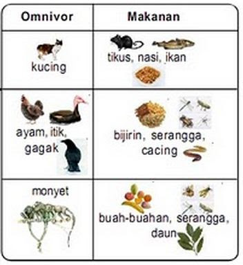 Science: Binatang Omnivor