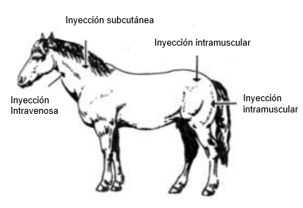 Agropecuarias : INYECTOLOGÍA ANIMAL