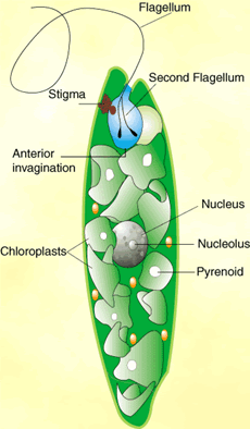 Biological Classification.