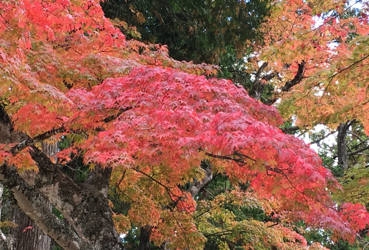 Murder is Everywhere: Momijigari - Leaf Peeping in Japan